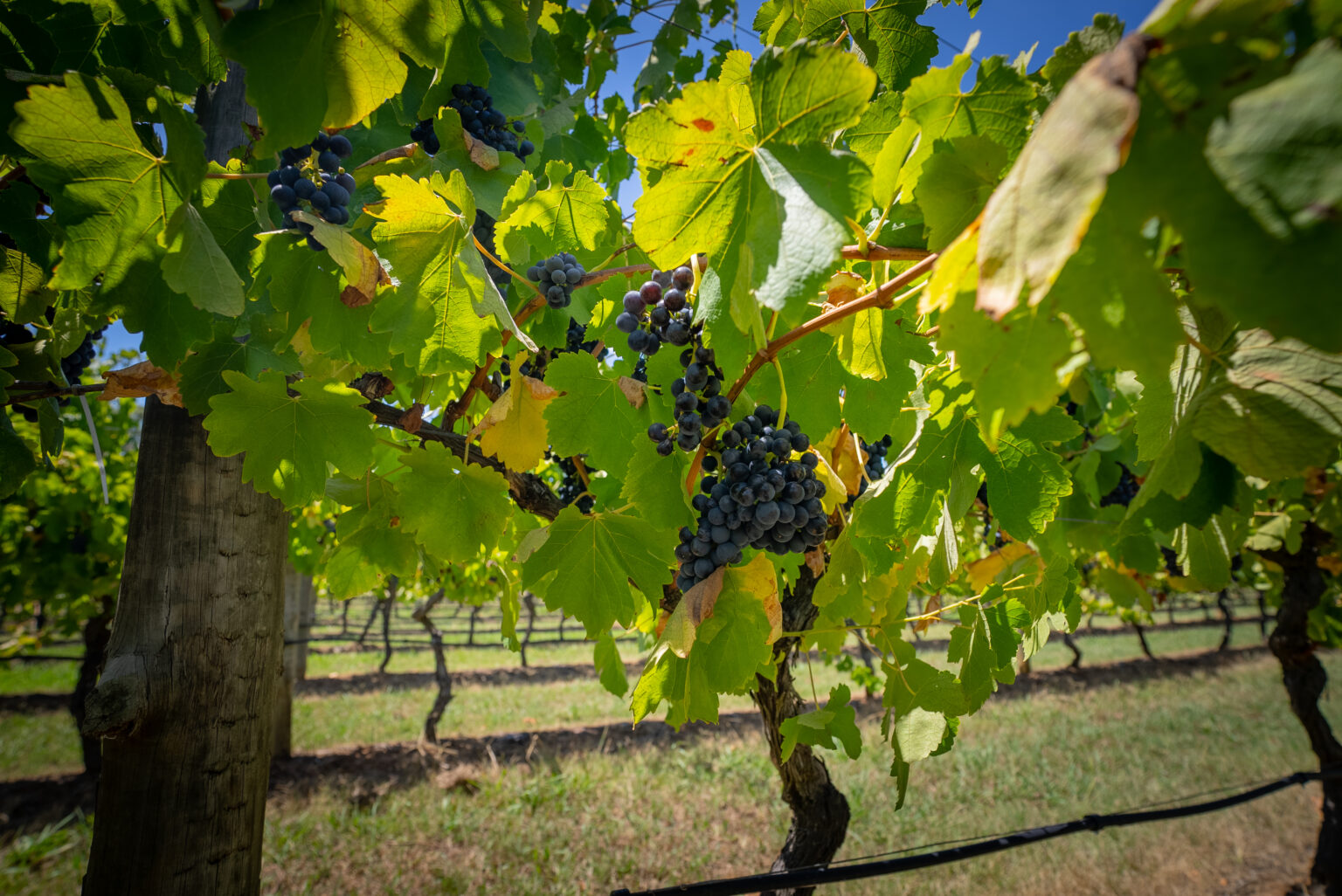 How to Grow Grapevines at Home - Scarborough Wine Co